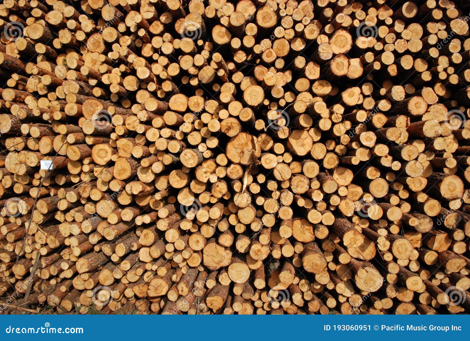 Trunks of Pine Trees Cut and Stacked on the Forest Road. Stock Image ...