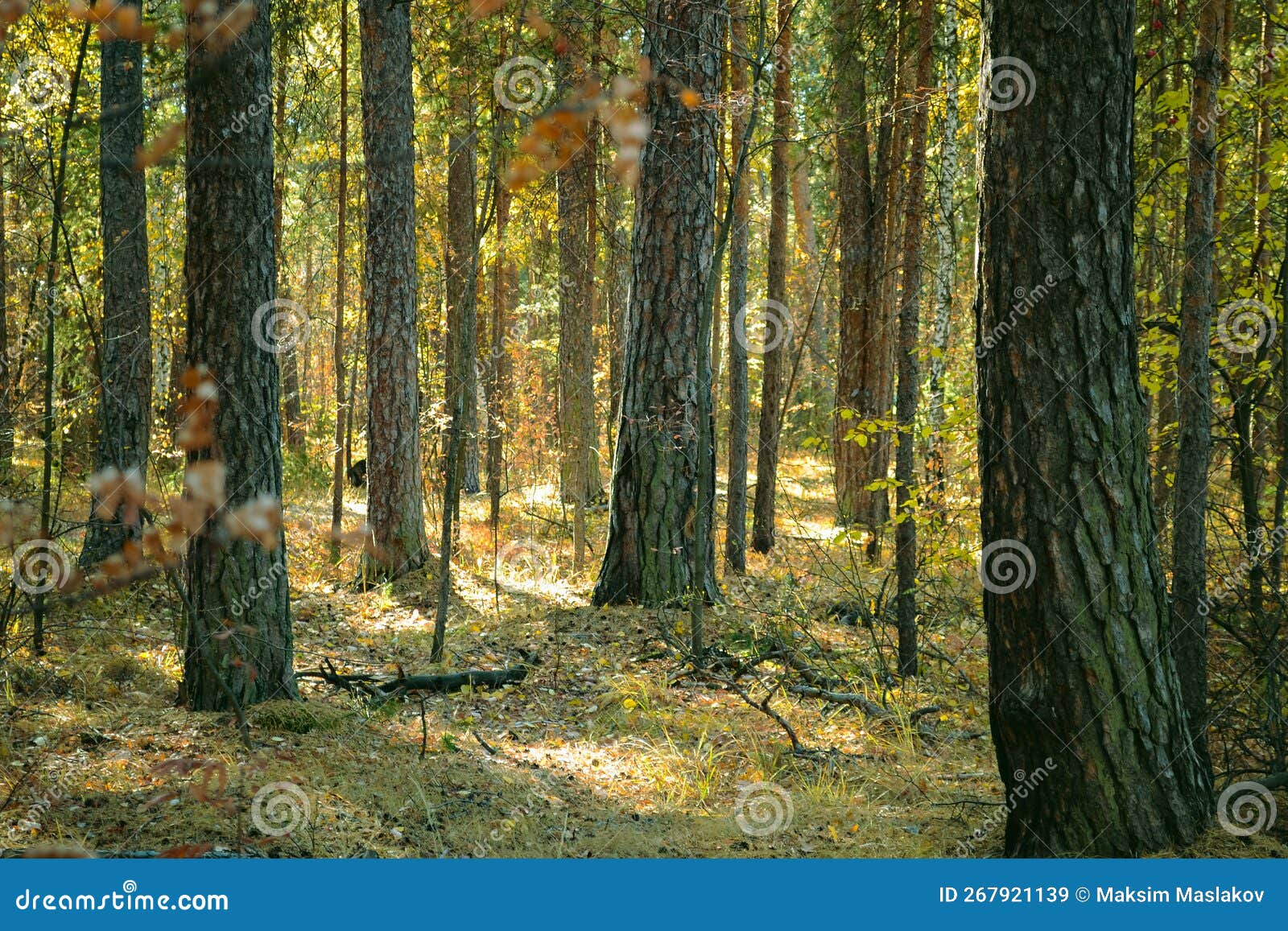 Trunks of Pine Trees in a Dense Thicket of a Sun-drenched Autumn Forest ...