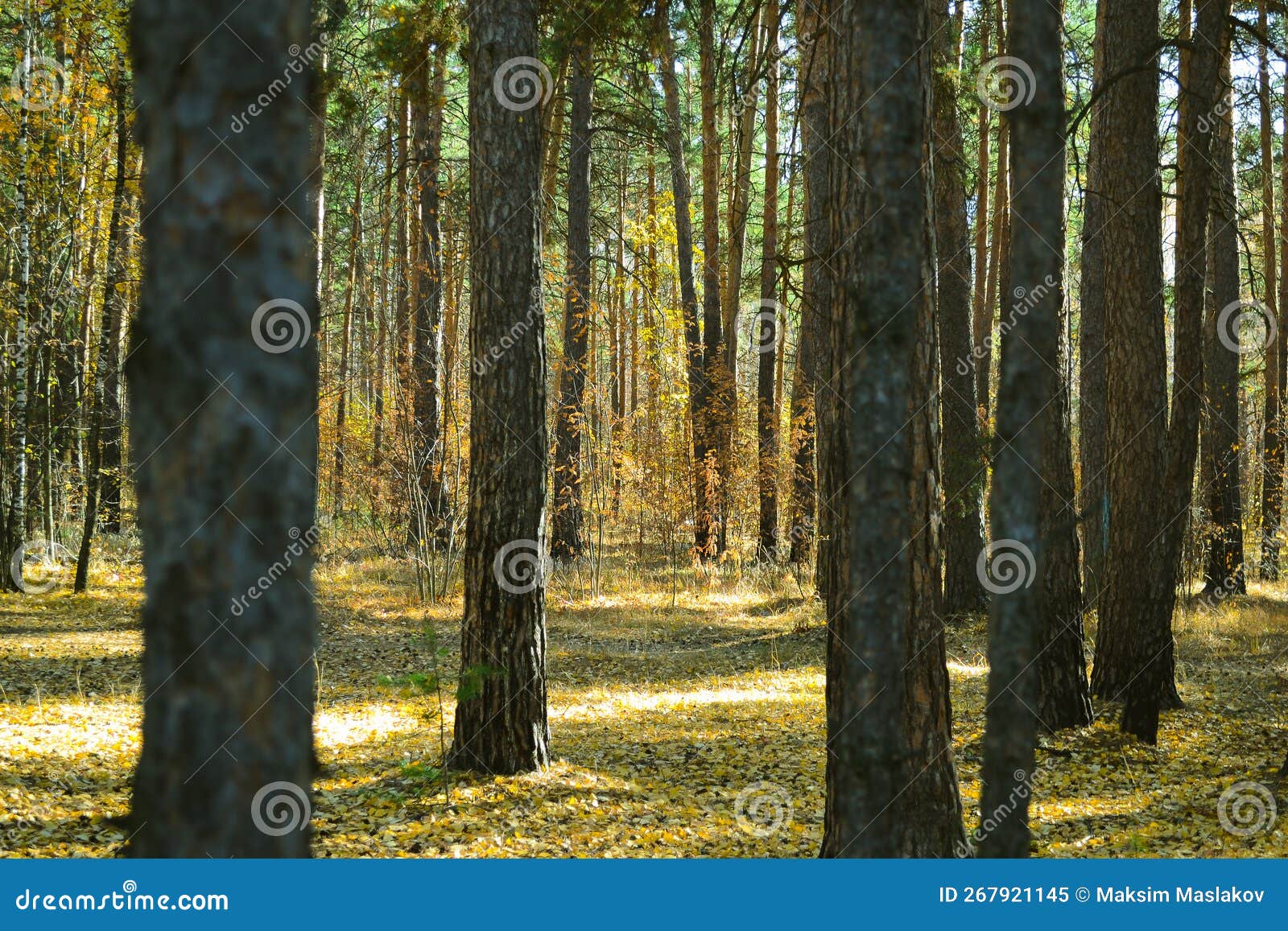 Trunks of Pine Trees in a Dense Thicket of a Sun-drenched Autumn Forest ...