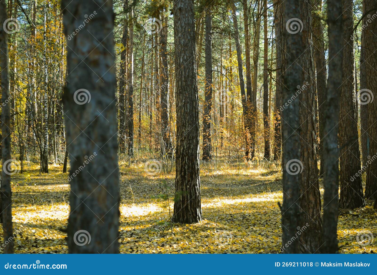 Trunks of Pine Trees in a Dense Thicket of a Sun-drenched Autumn Forest ...