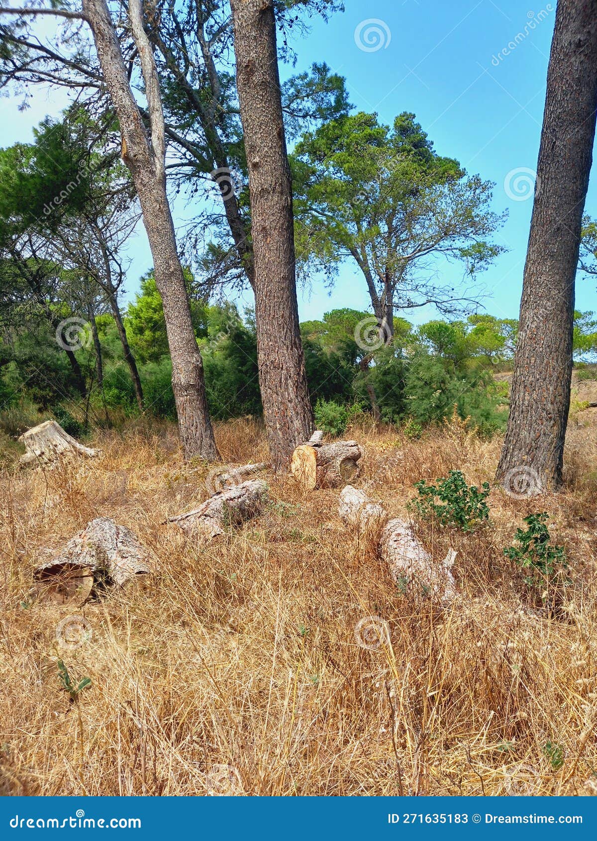 Trunks and Pine Trees in Dry Forest Environment. Trunks Cut in Dry ...