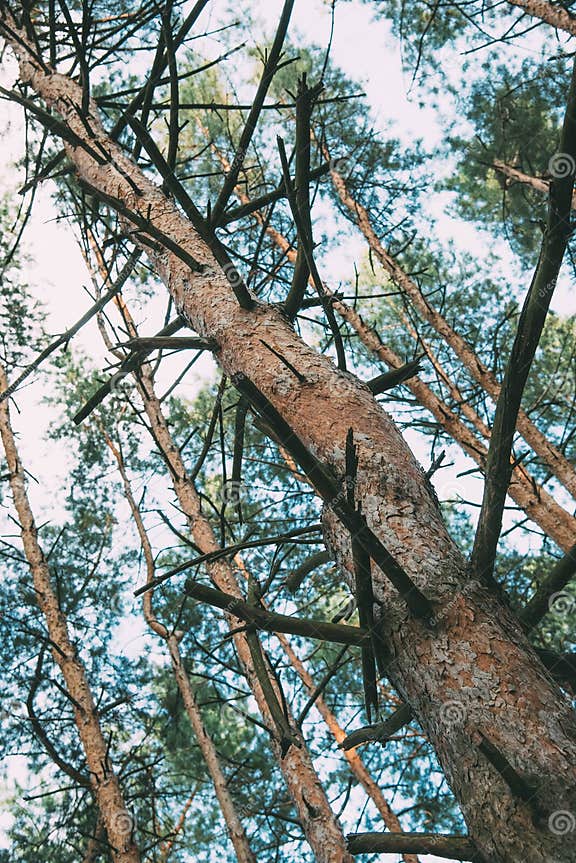 Trunks of Pine Trees in the Forest. Pine Tree Trunk in Forest. Pinewood ...