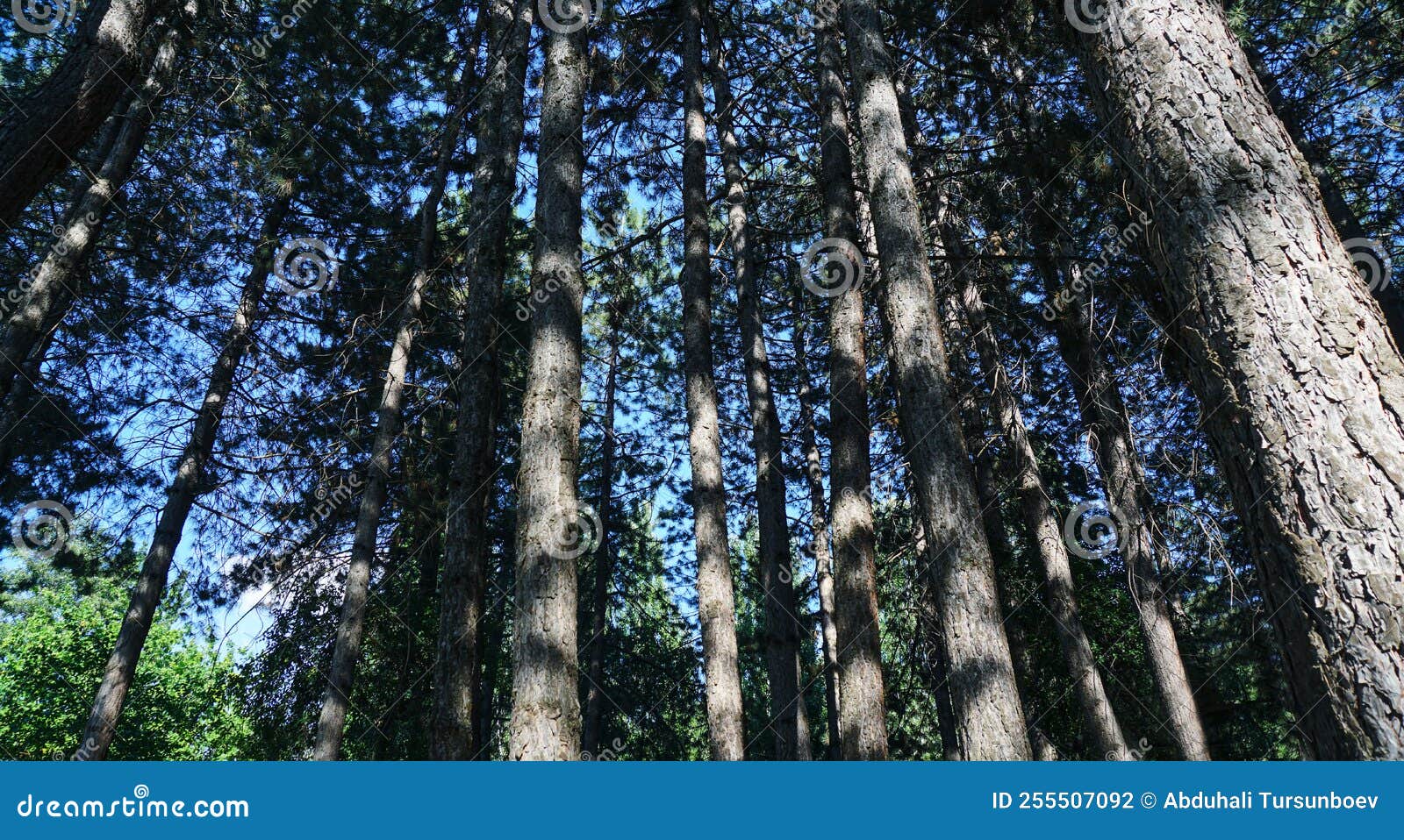 Trunks of Pine Trees in the Forest Stock Photo - Image of background ...