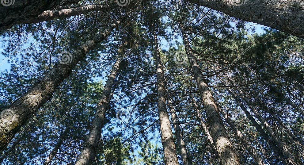 Trunks of Pine Trees in the Forest Stock Photo - Image of nature ...
