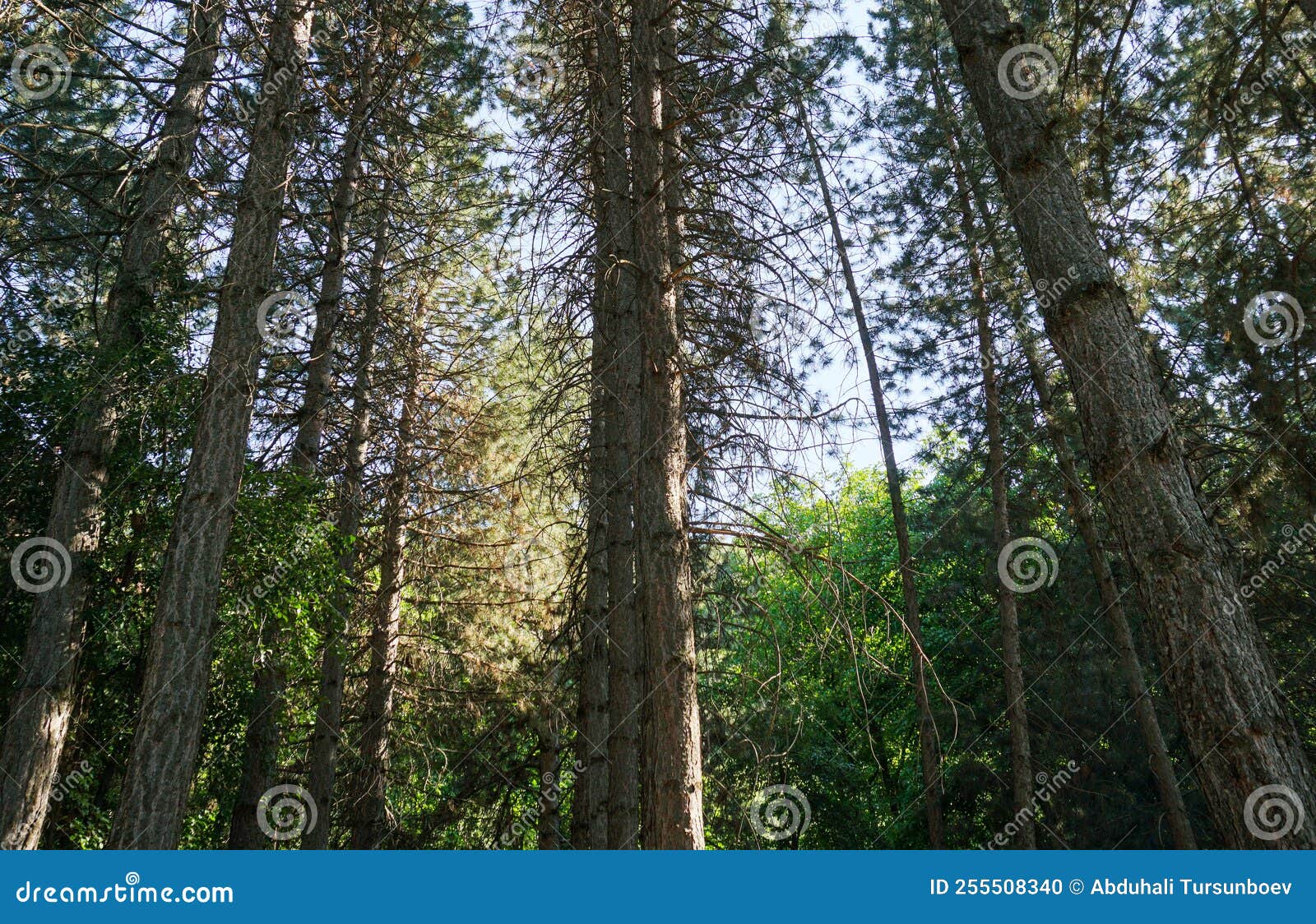 Trunks of Pine Trees in the Forest Stock Photo - Image of sunlight ...