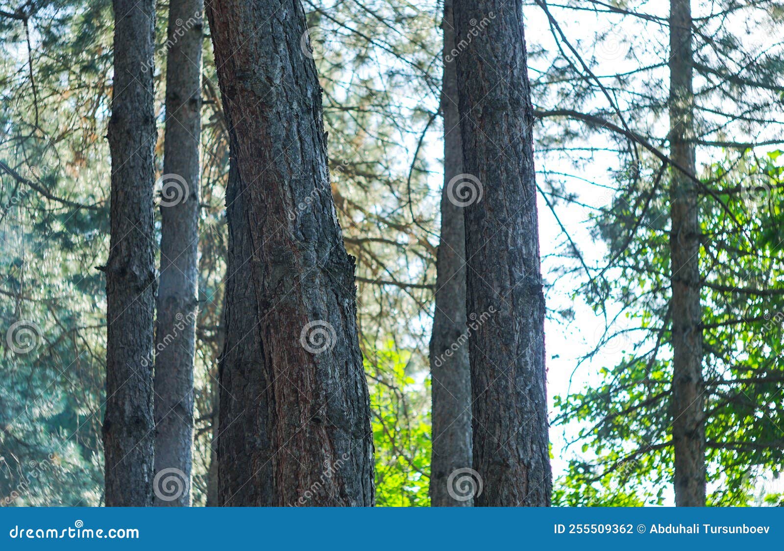 Trunks of Pine Trees in the Forest Stock Photo - Image of natural ...
