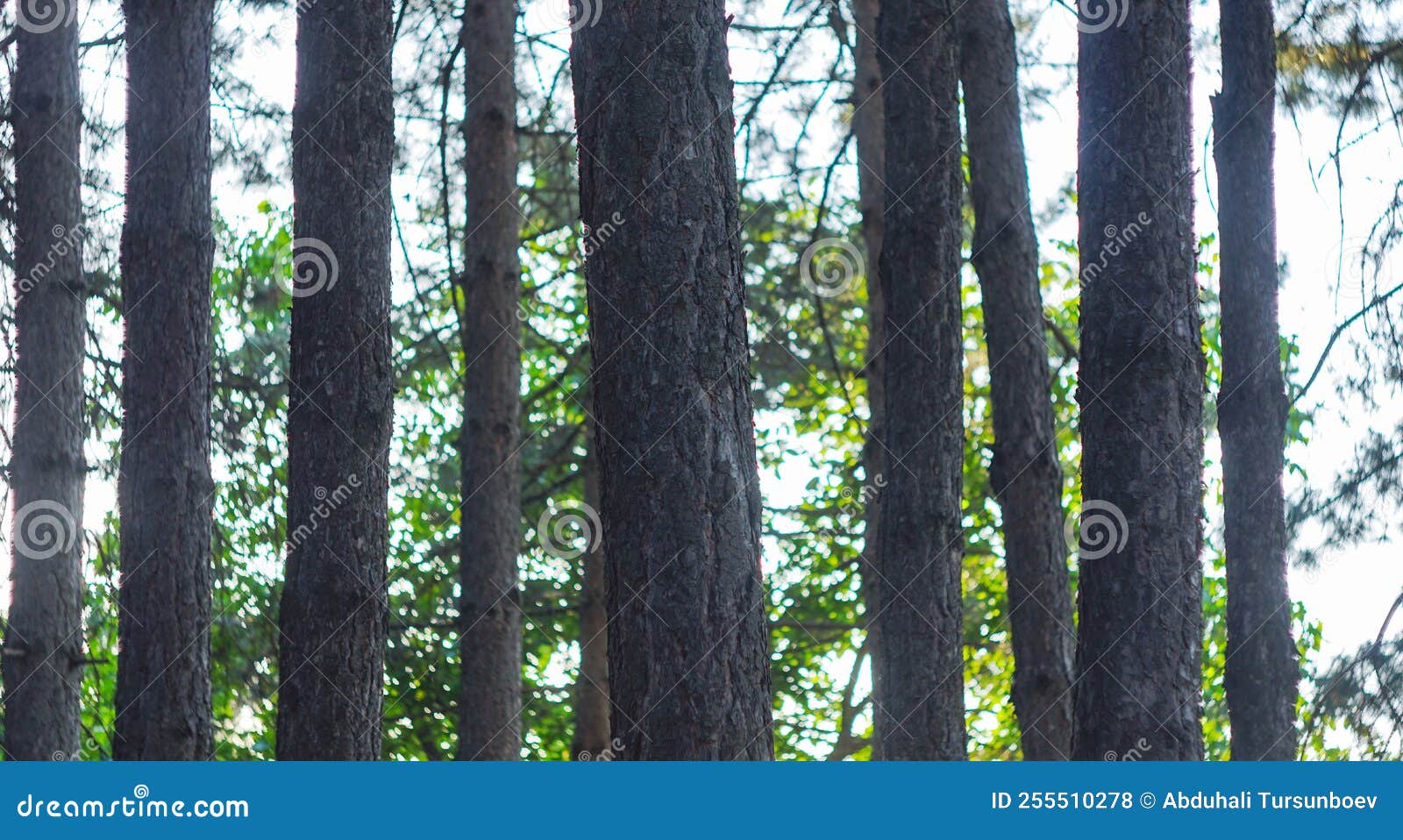 Trunks of Pine Trees in the Forest Stock Photo - Image of foliage, pine ...