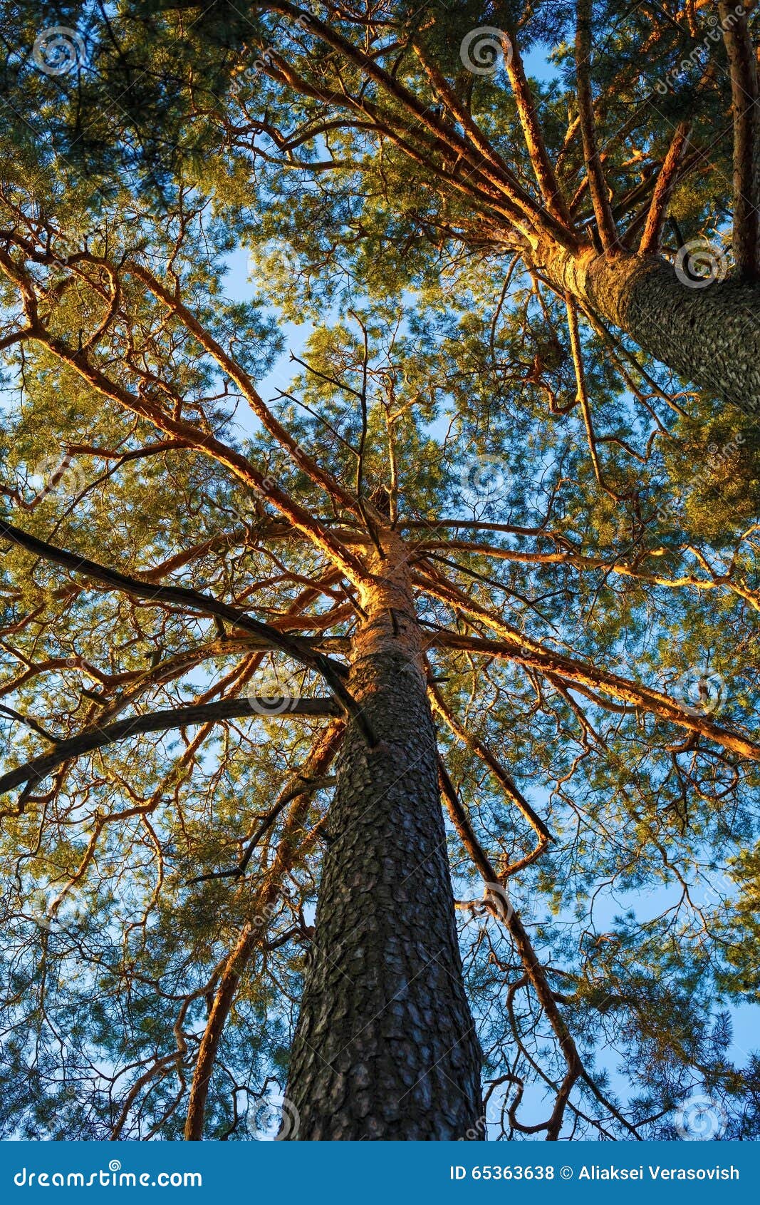 Trunks of pine trees stock photo. Image of coniferous - 65363638