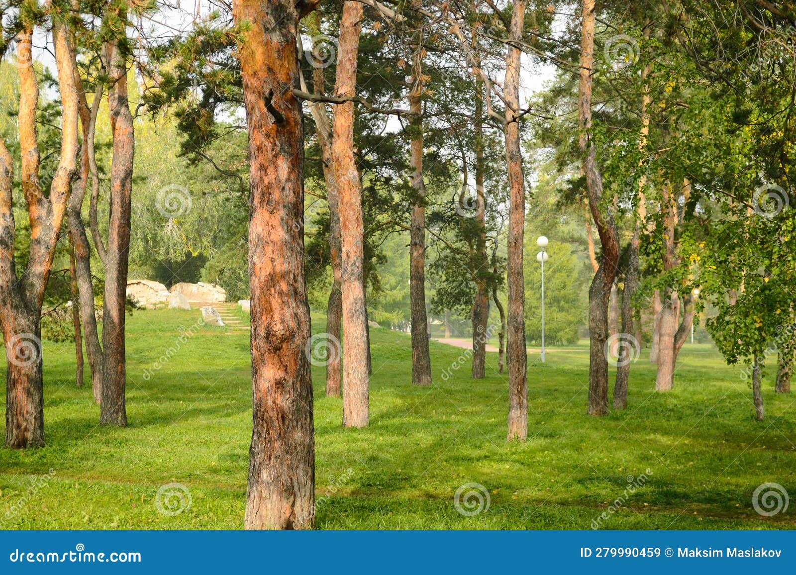Trunks of Pine Trees in the Park with Green Grass in the Morning Hour ...