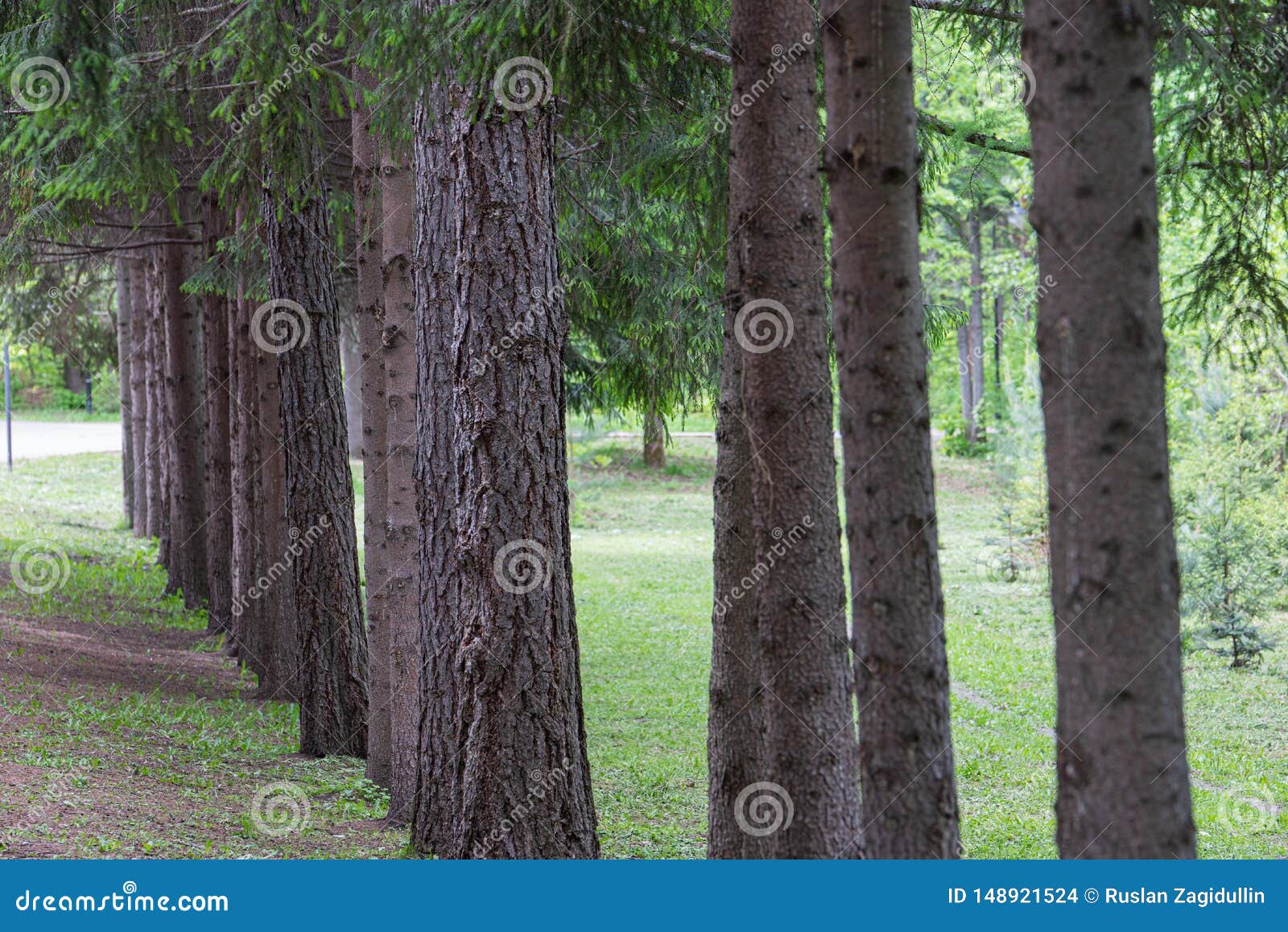 Trunks of Pine Trees Planted in a Row in the City Park Stock Photo ...