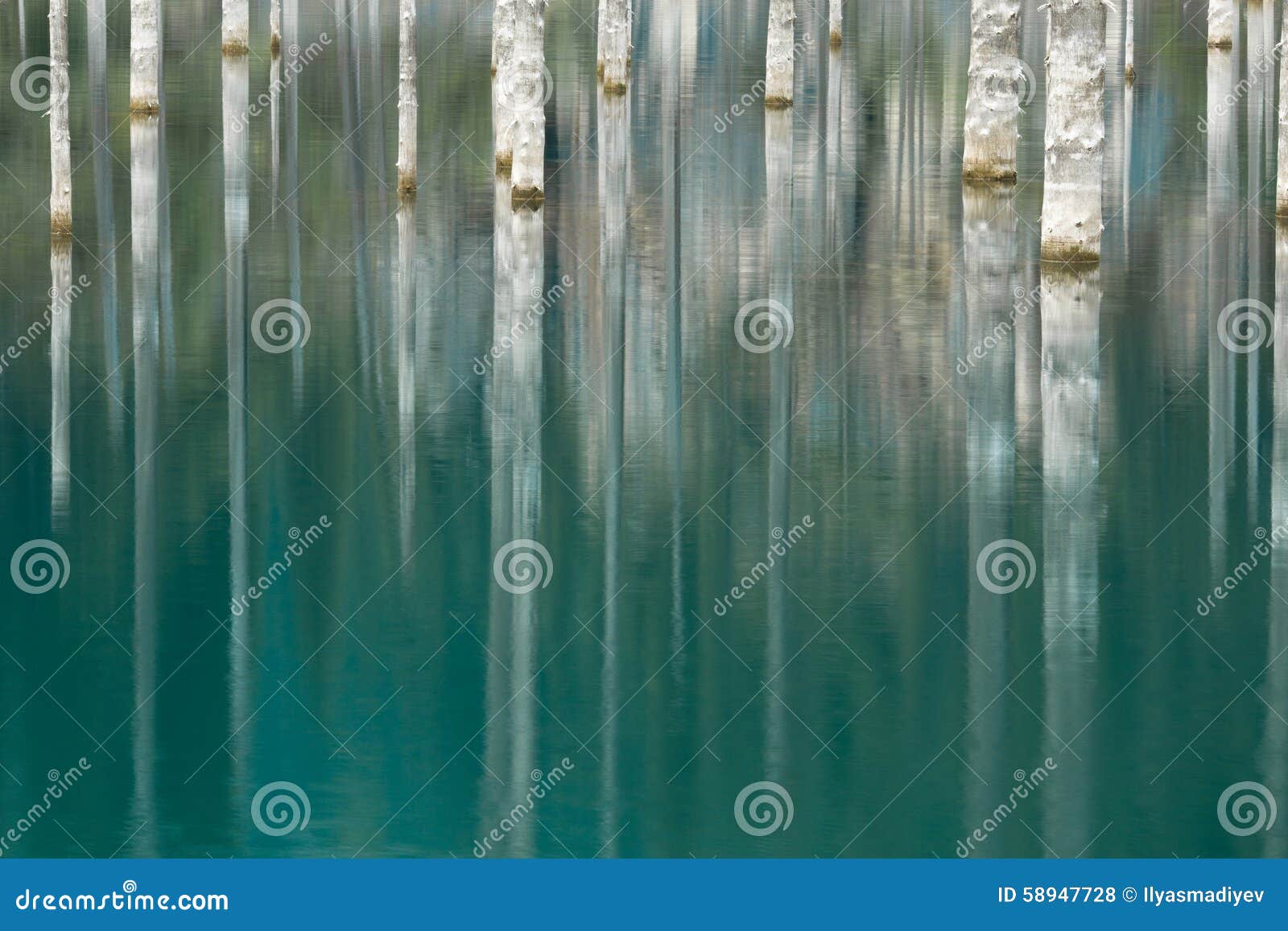 The Trunks Of Pine Trees Reflected In The Water Stock Photography ...