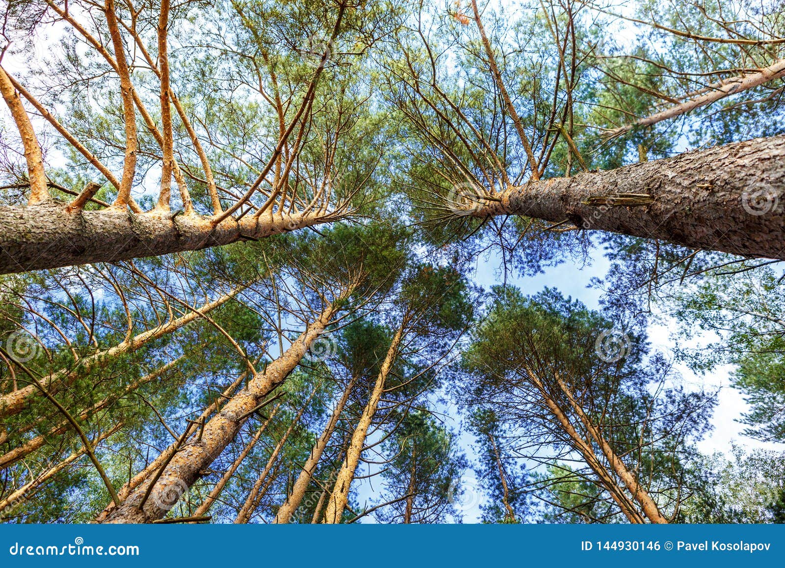 The Trunks of Pine Trees View from Below Against the Sky Stock Photo ...