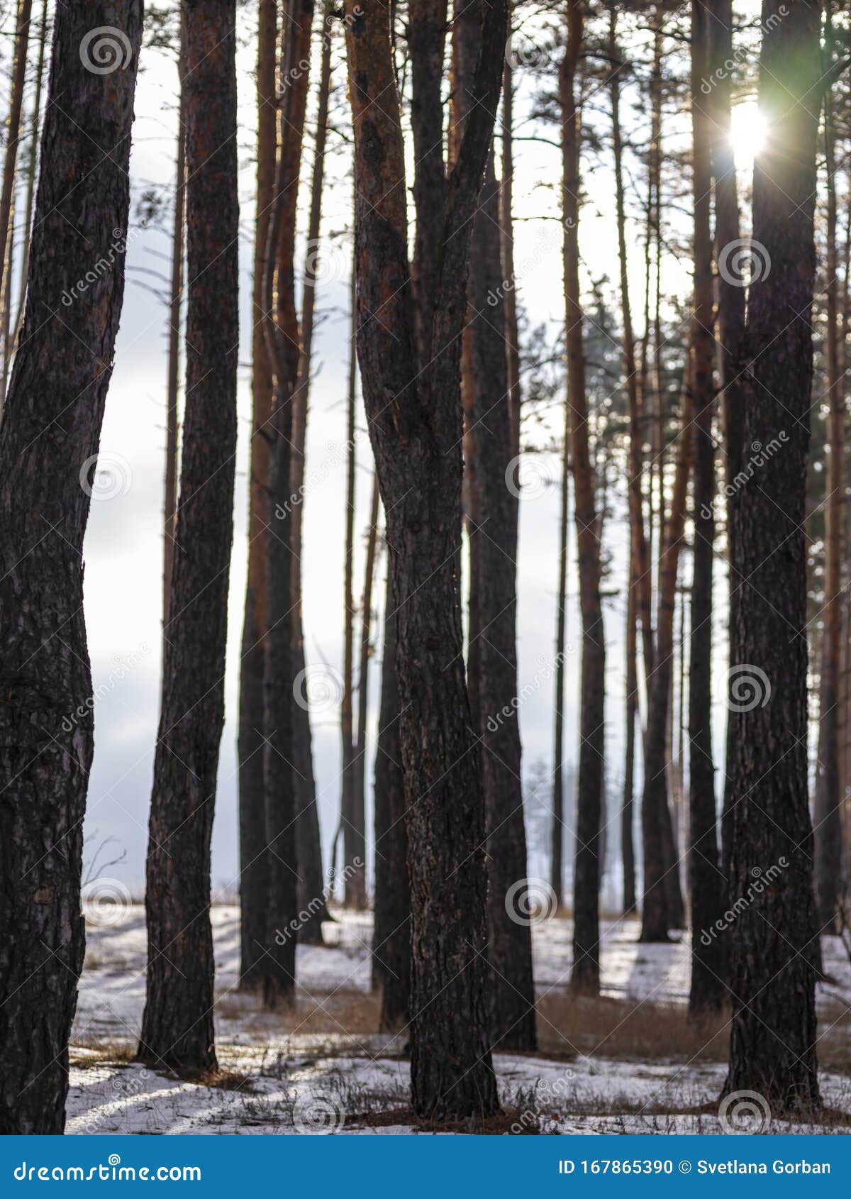 Trunks of Pine Trees in the Winter. Stock Photo - Image of coniferous ...