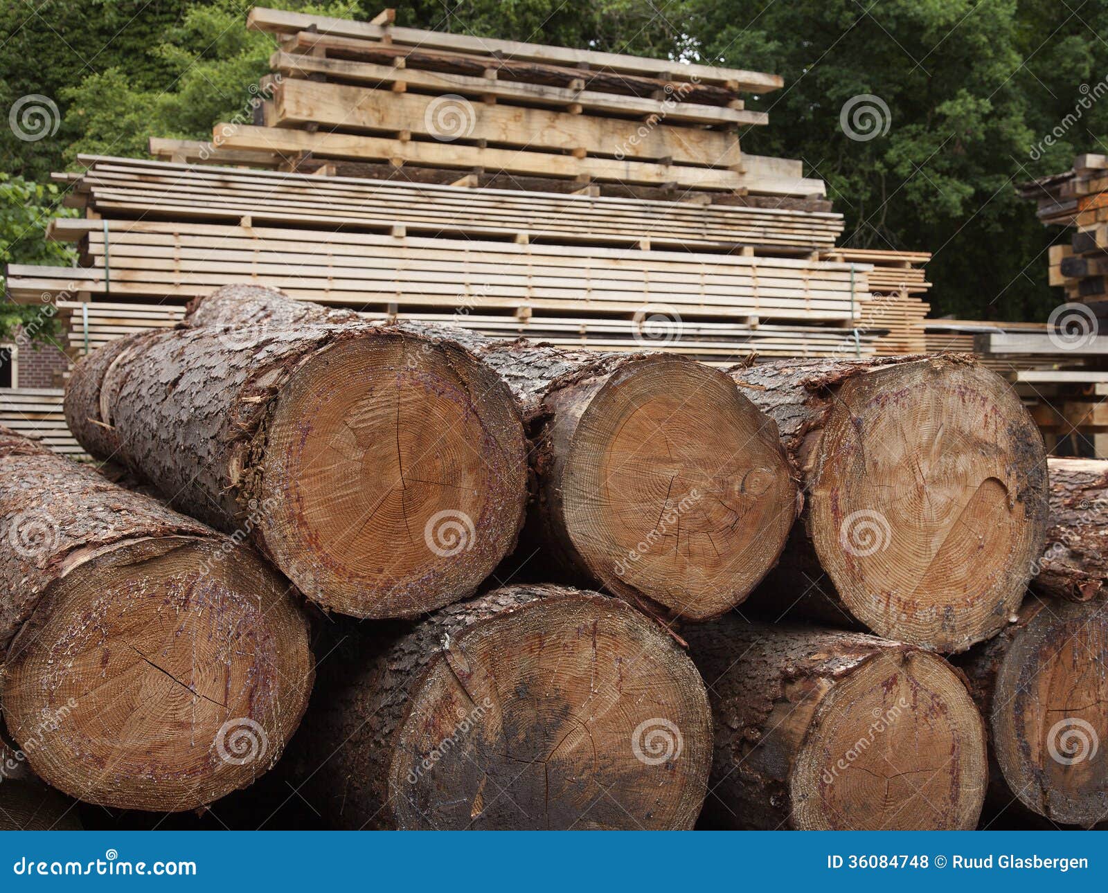 Trunks into planks stock photo. Image of beams, boards - 36084748