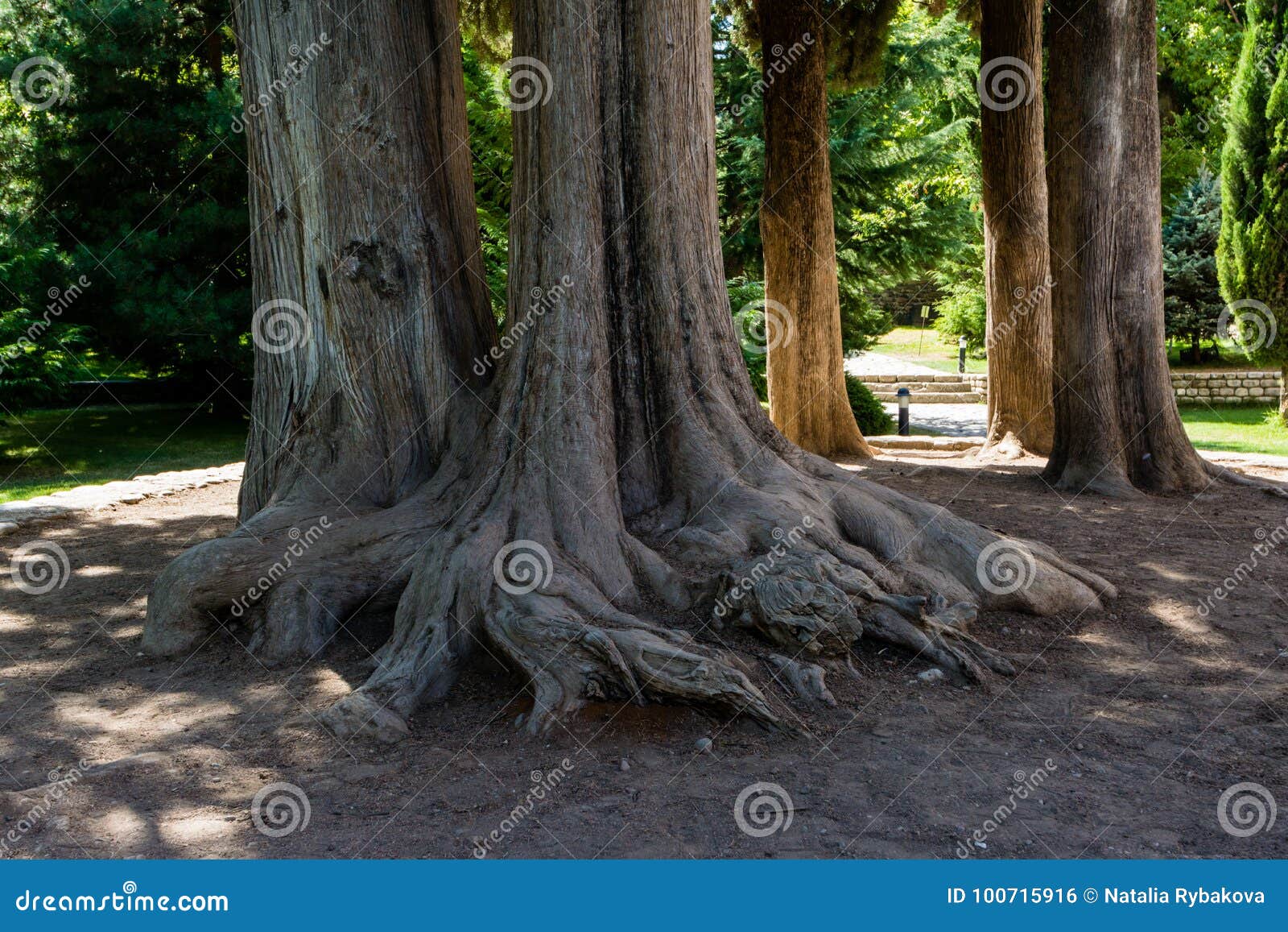 Trunks and Roots of Cypress Stock Photo - Image of landscape, trunks ...