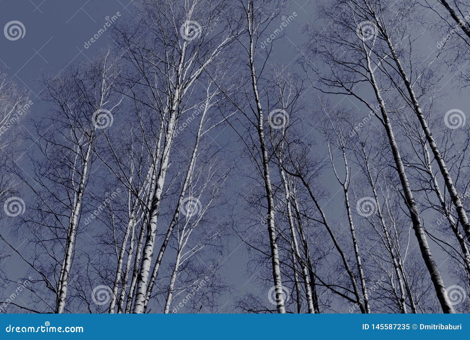 Trunks of Russian Birch Trees Against the Background of the Spring Sky ...