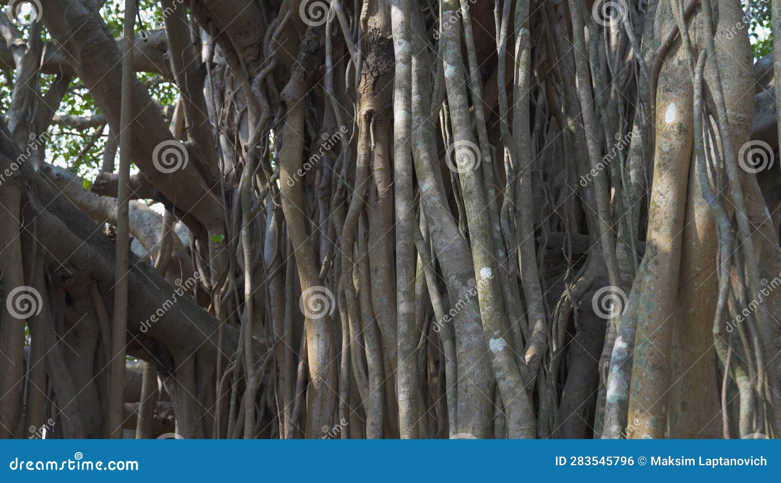 Trunks of the Sacred Banyan Tree in the Sunlight Stock Photo - Image of ...