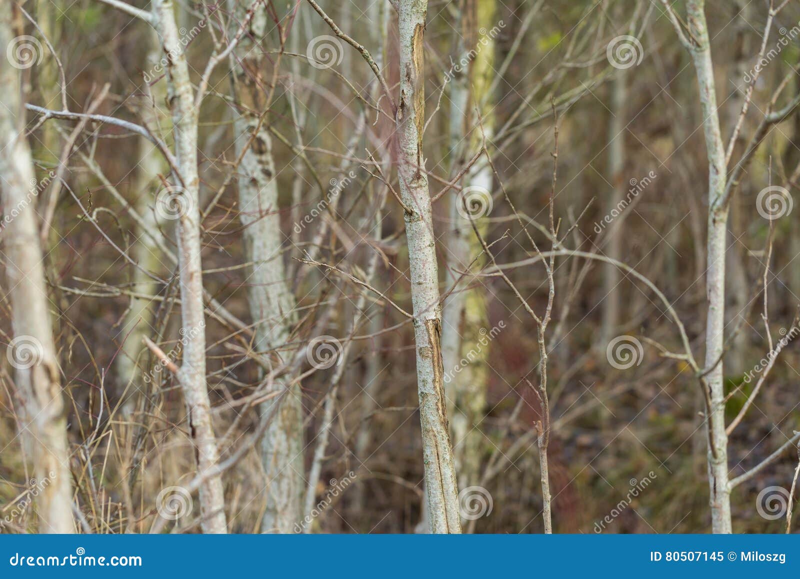 Trunks of Small Deciduous Trees Stock Image - Image of natural ...