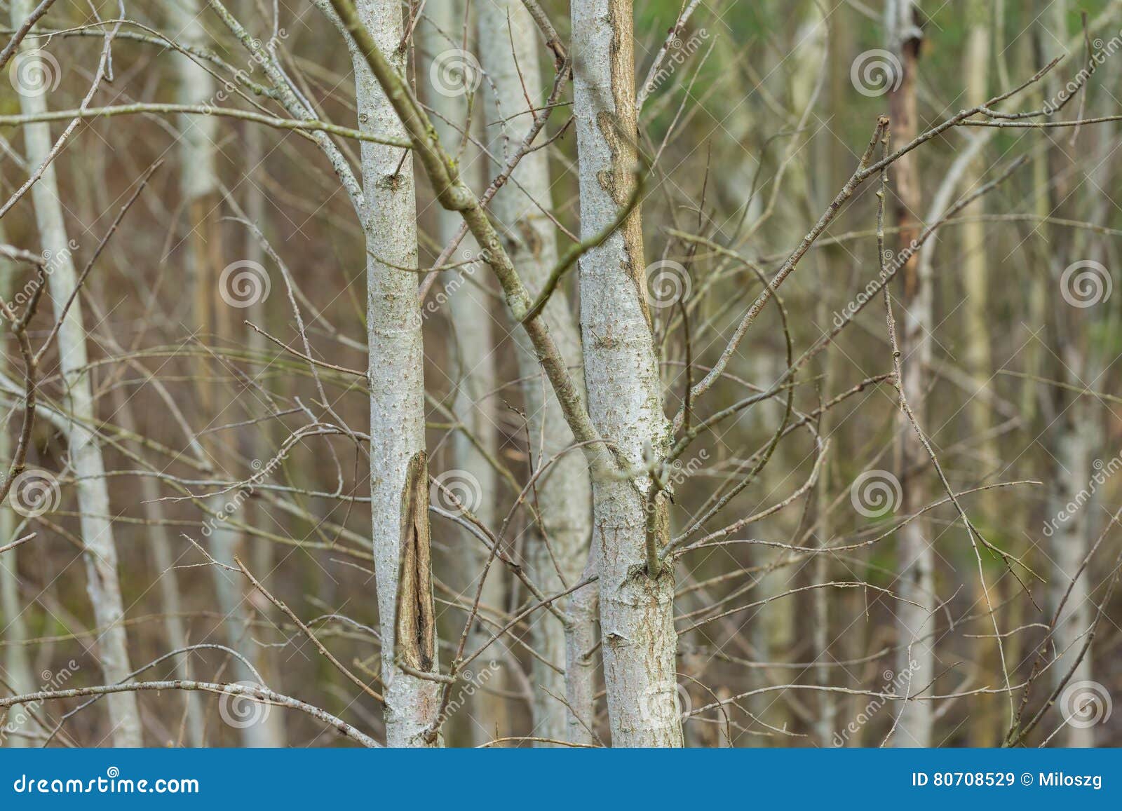 Trunks of Small Deciduous Trees Stock Image - Image of environment ...