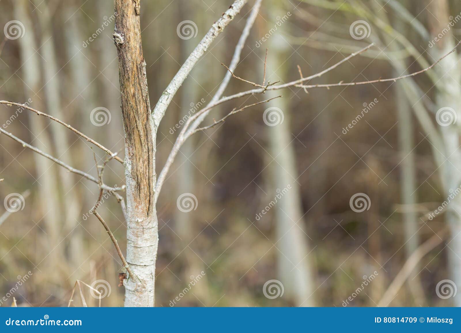 Trunks of Small Deciduous Trees Stock Image - Image of tree ...