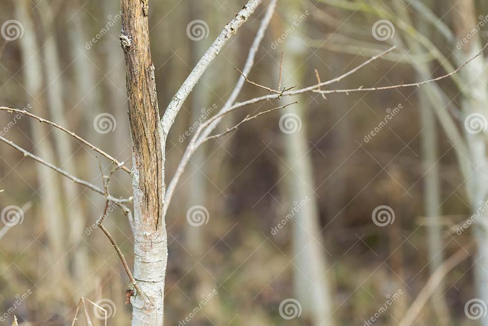 Trunks of Small Deciduous Trees Stock Image - Image of tree ...