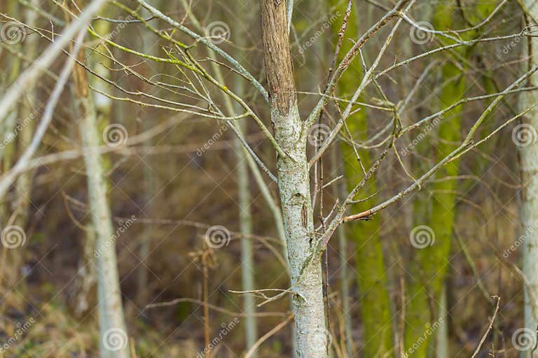 Trunks of Small Deciduous Trees Stock Photo - Image of woods, growth ...
