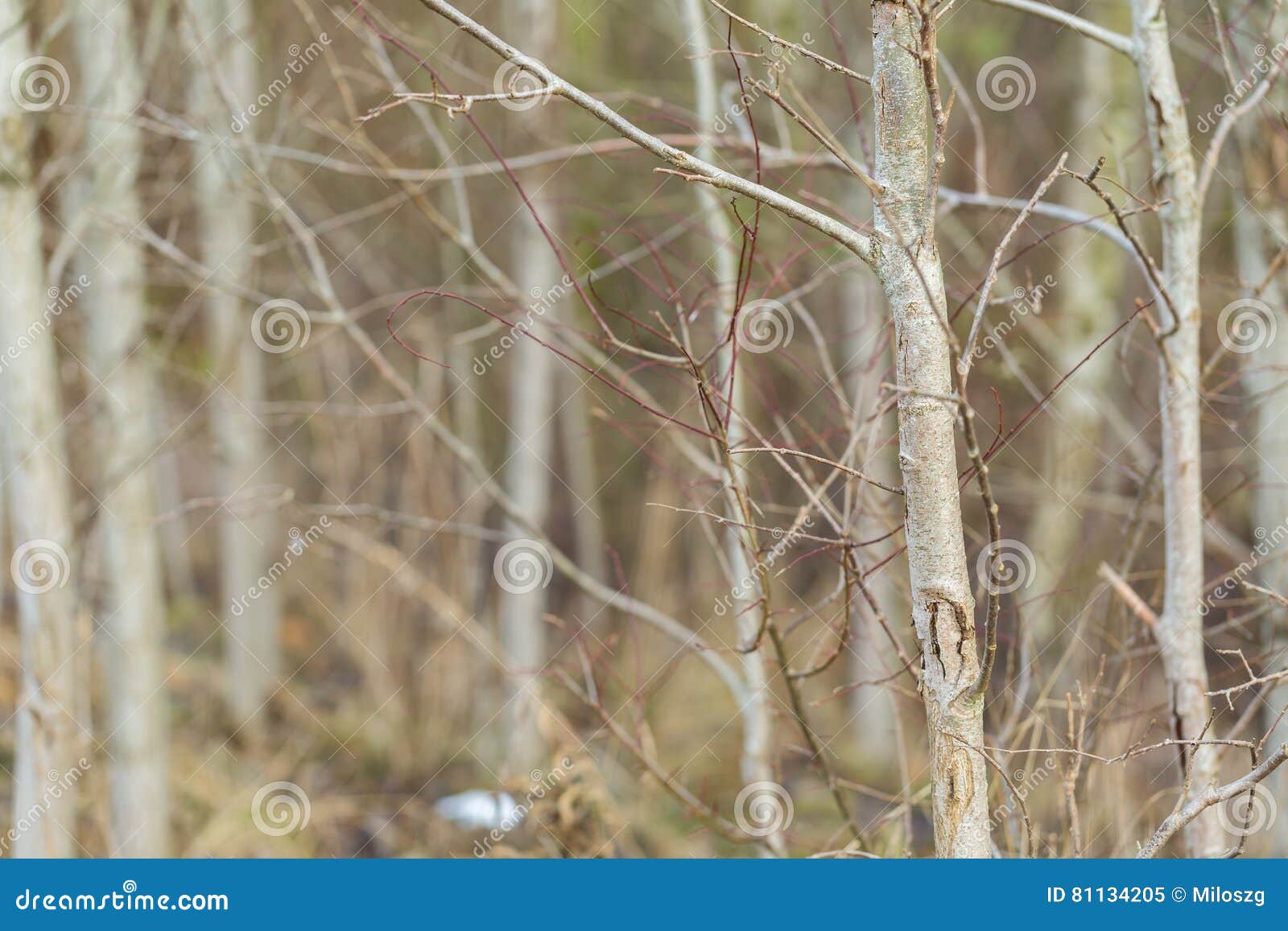 Trunks of Small Deciduous Trees Stock Image - Image of wilderness ...