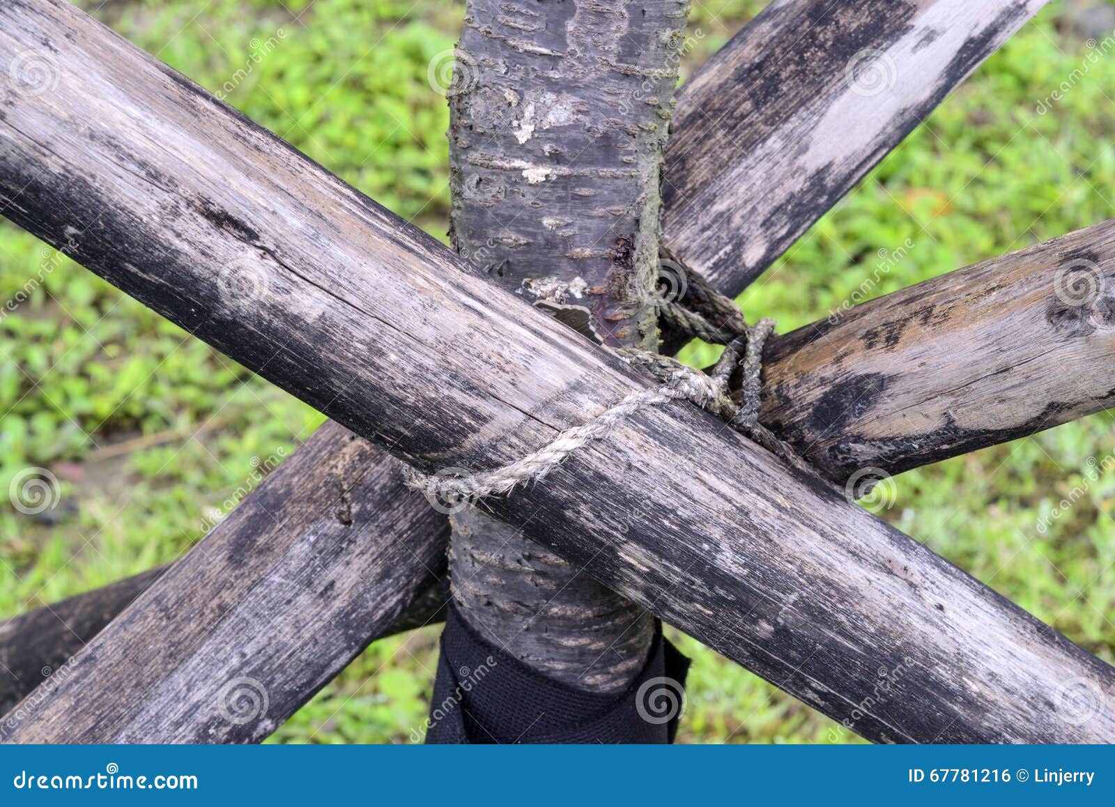 Trunks support tree stock photo. Image of ground, pillar - 67781216