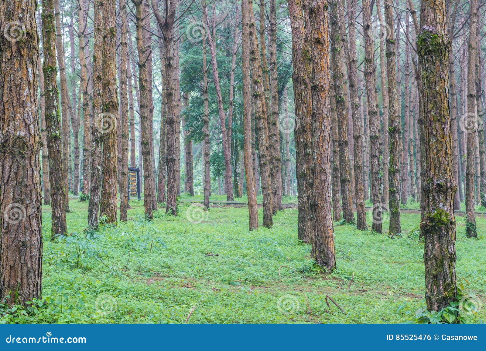 Trunks of Tall Old Trees in a Pine Forest Stock Photo - Image of moss ...