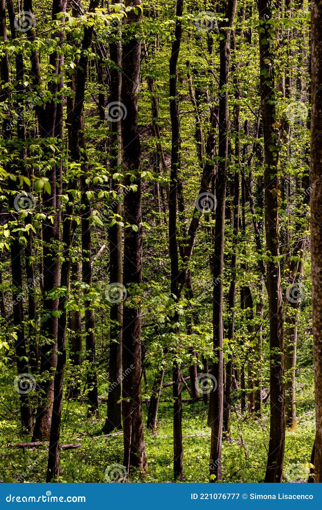 Trunks of Tall and Slender Trees, with Green Leaves on the Branches, in ...