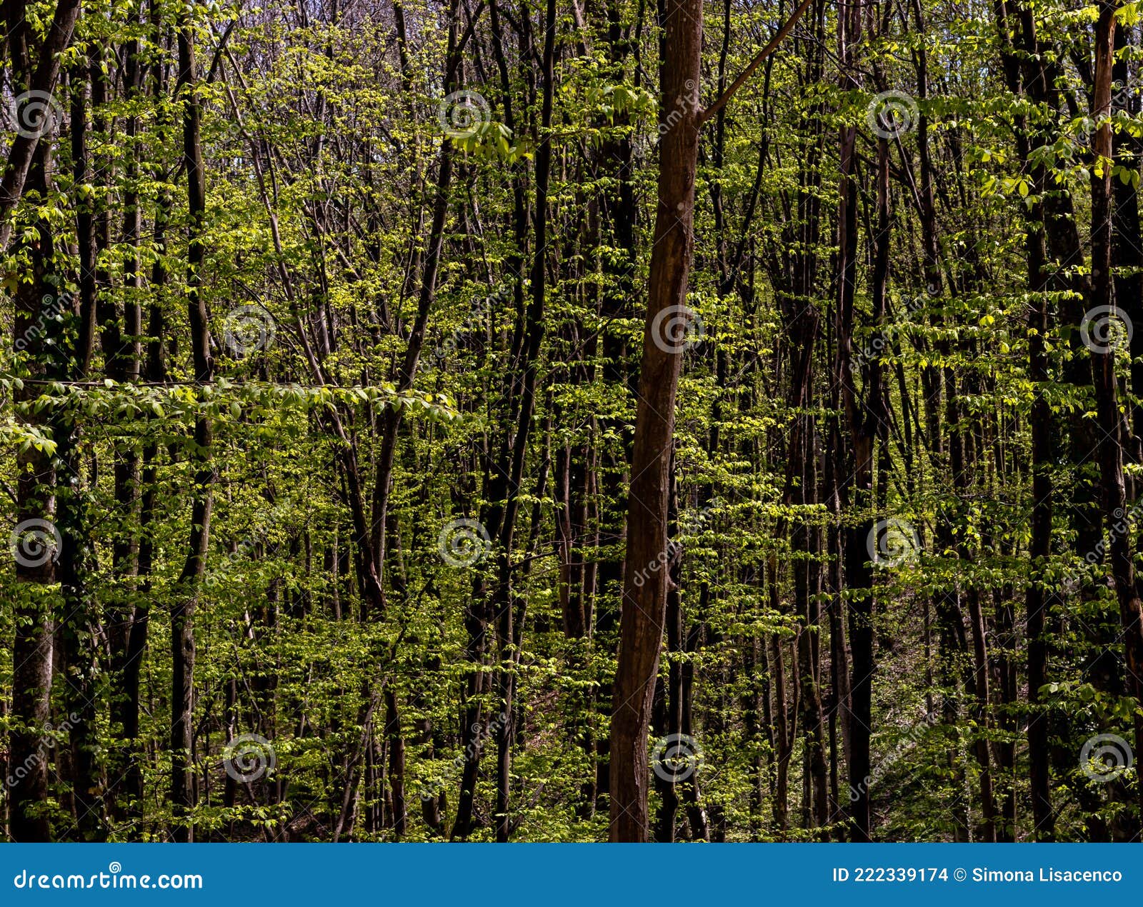 Trunks of Tall and Slender Trees, with Green Leaves on the Branches, in ...