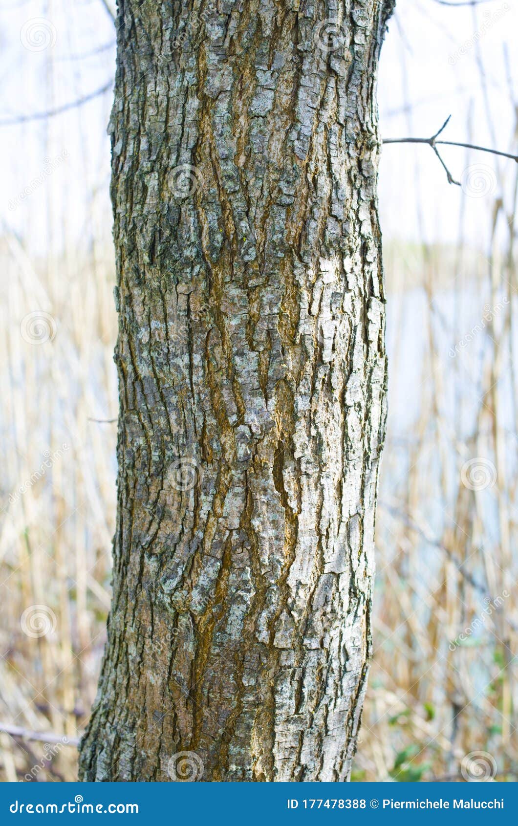 Trunks and Tree Branches in Nature Stock Photo - Image of environment ...