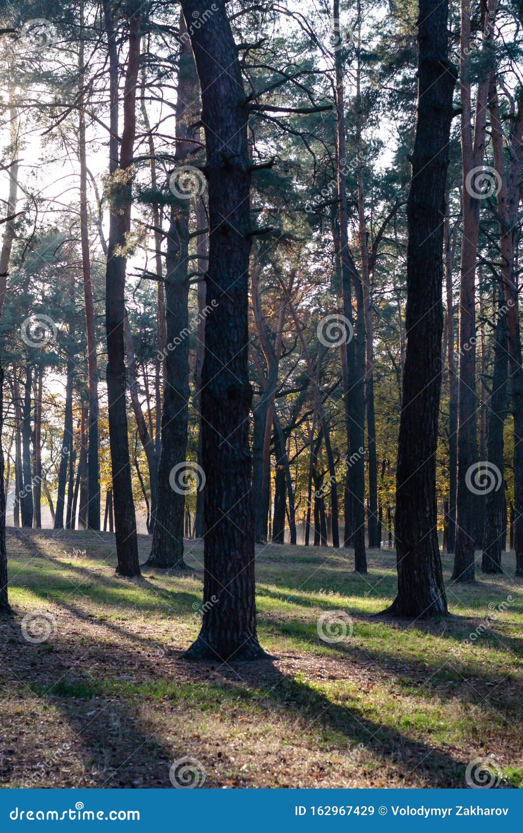 Trunks of Trees in the Backlight in an Autumn Park. the Sun Rays ...