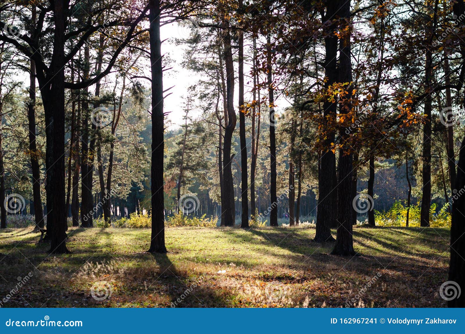 Trunks of Trees in the Backlight in an Autumn Park. Sunset in the ...