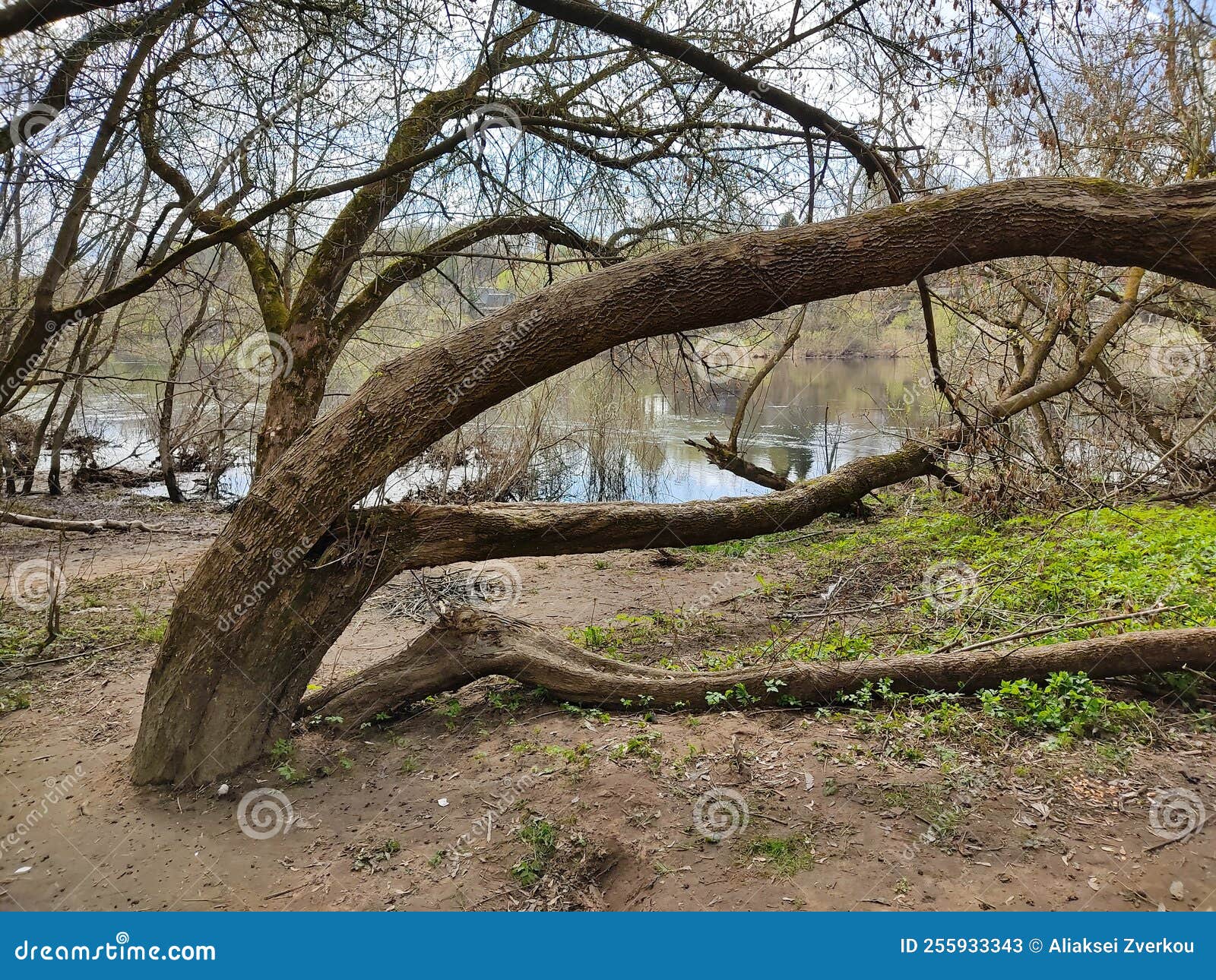 Trunks of Trees and Branches with a Rough Texture. Landscape of Drying ...