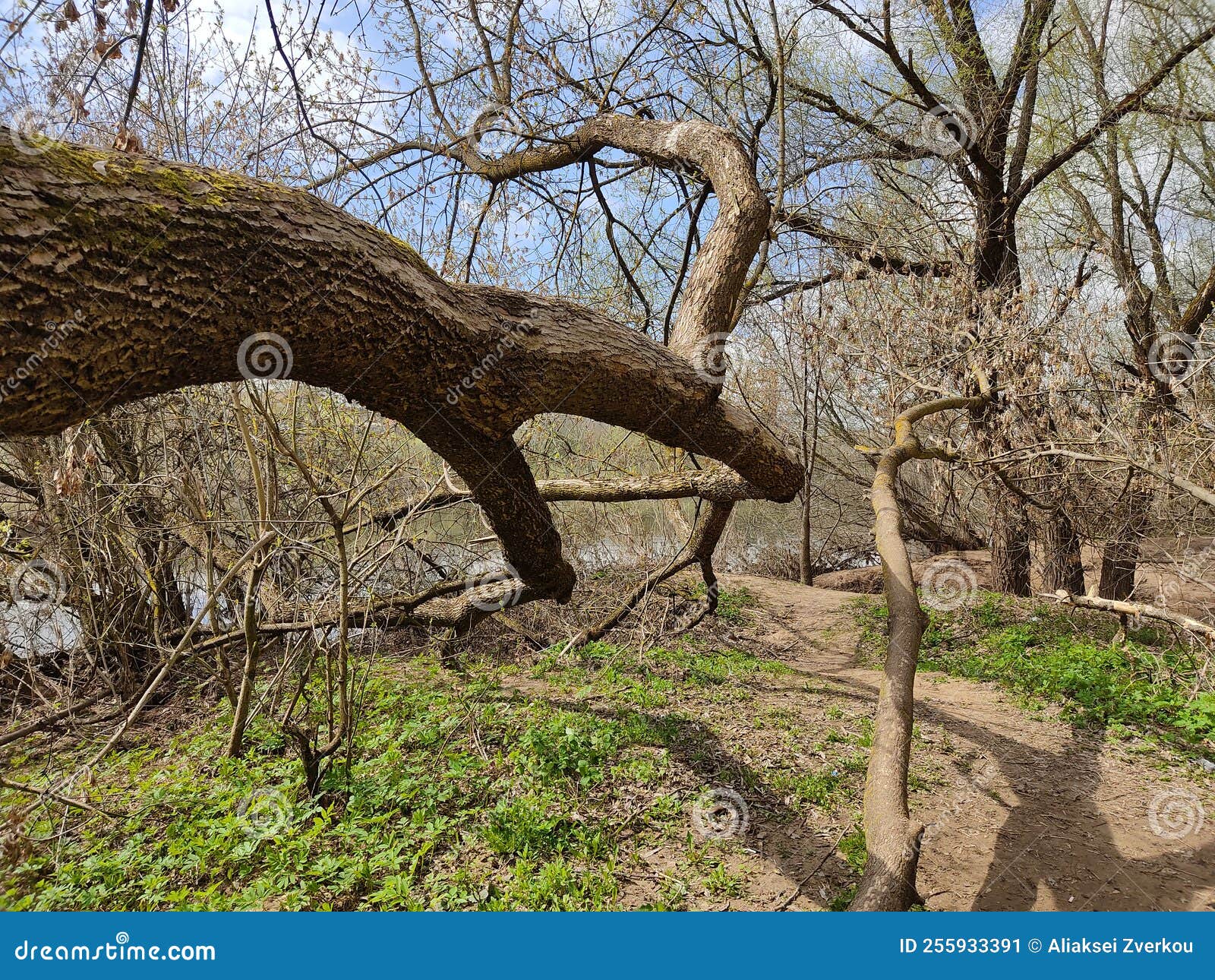 Trunks of Trees and Branches with a Rough Texture. Landscape of Drying ...