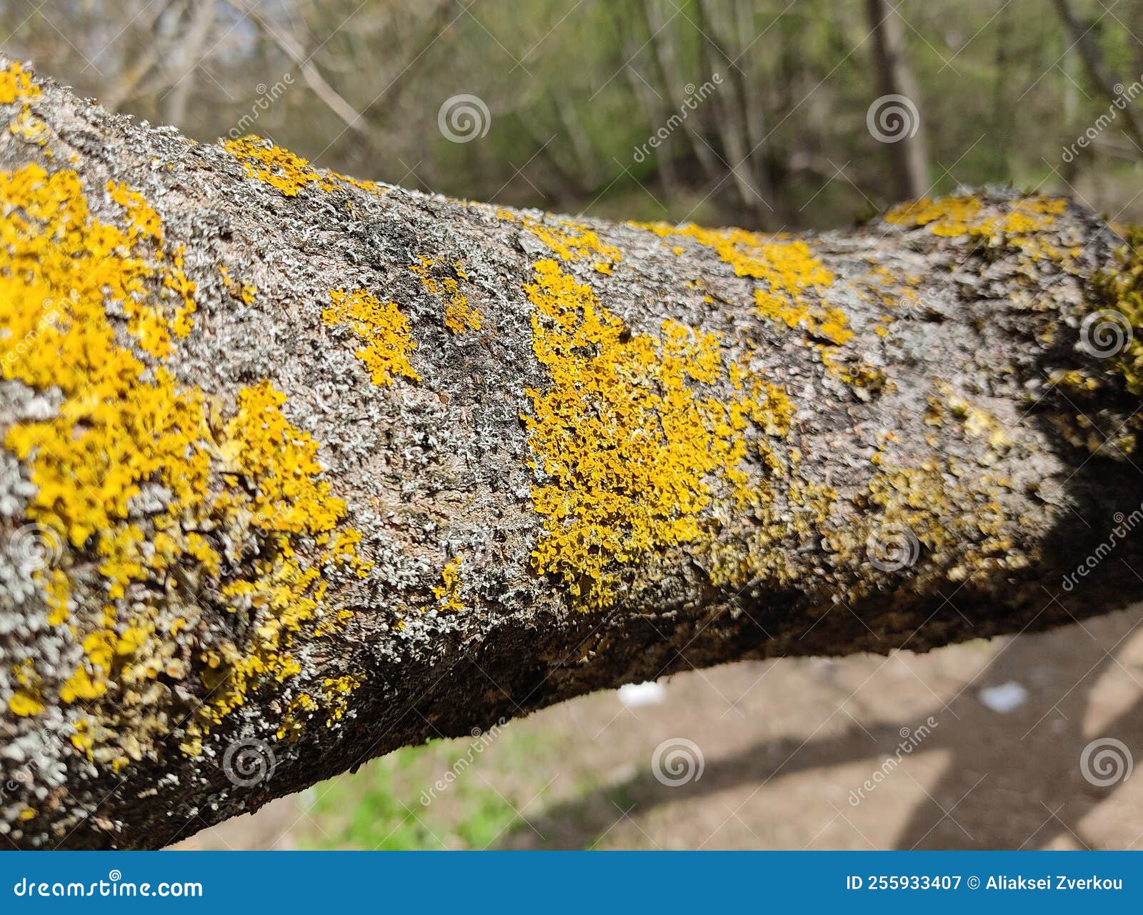 Trunks of Trees and Branches with a Rough Texture. Landscape of Drying ...