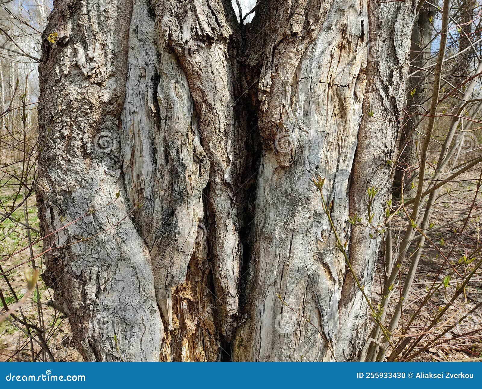 Trunks of Trees and Branches with a Rough Texture. Landscape of Drying ...