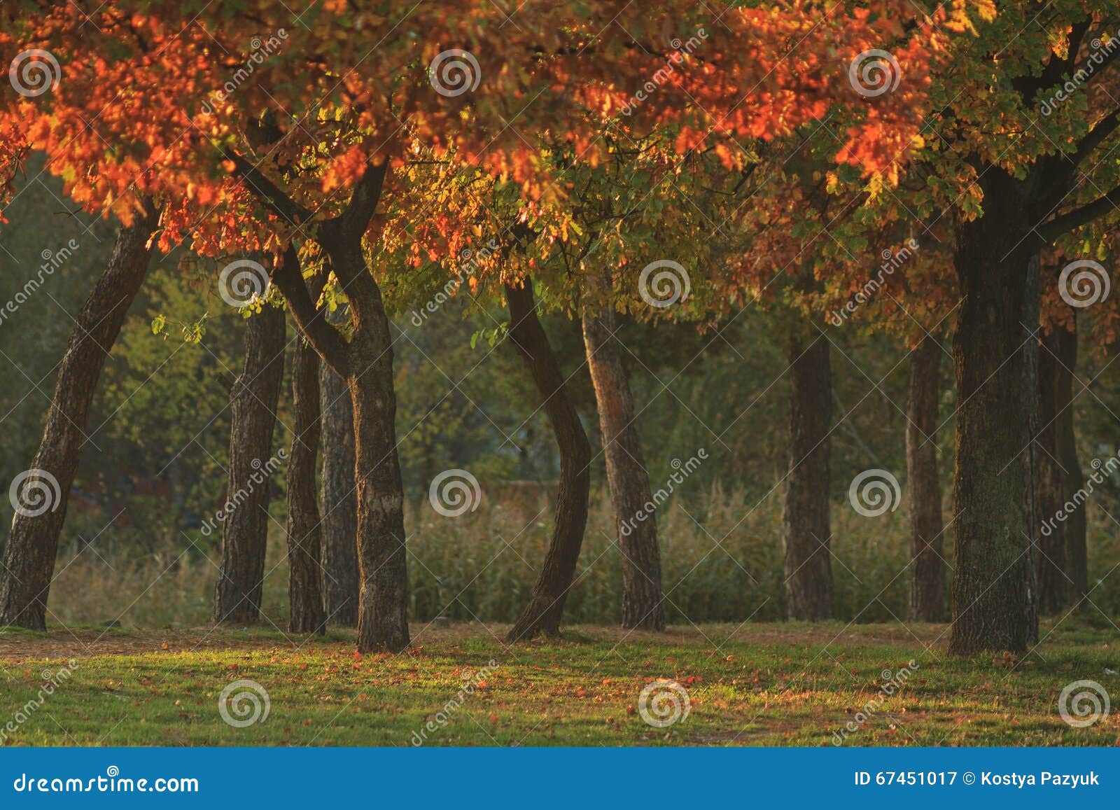 Trunks of Trees in Bright Colors Stock Image - Image of scenery ...