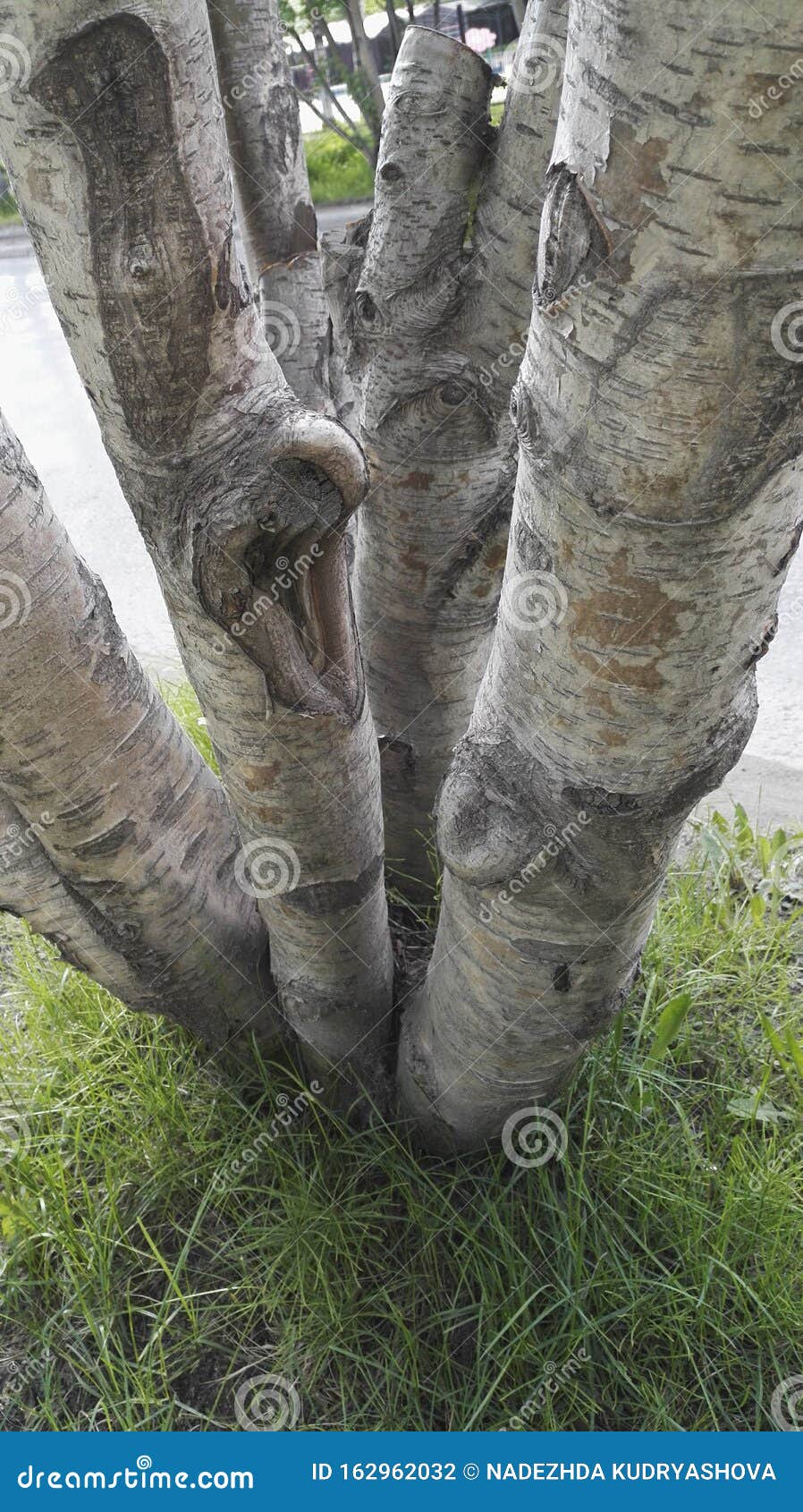 Trunks of Trees with a Clear Top View Stock Photo - Image of clear ...