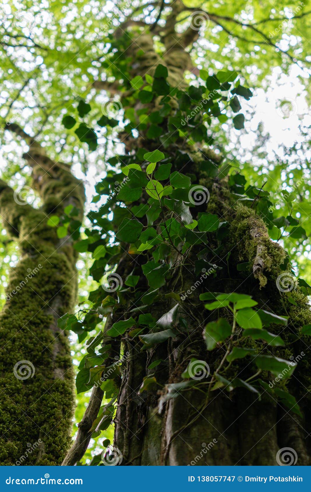 Trunks of Trees Covered with Moss and Vines Stock Image - Image of moss ...