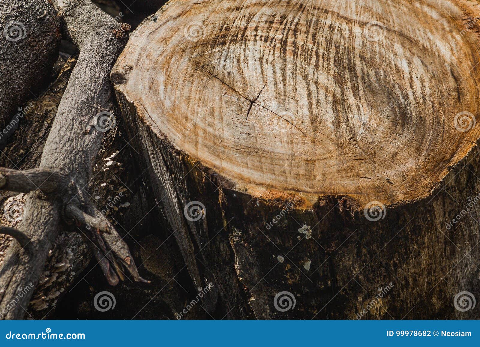 Trunks of trees cut stock photo. Image of bark, industry - 99978682