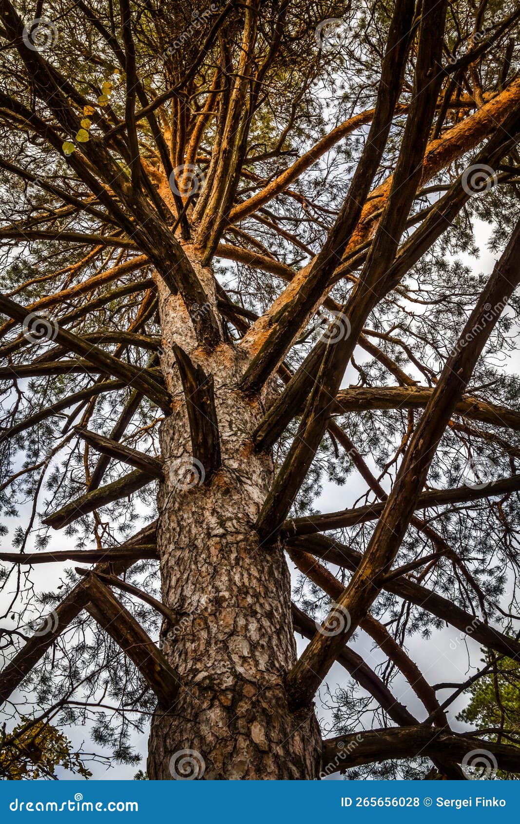 Trunks of trees stock photo. Image of health, closeup - 265656028