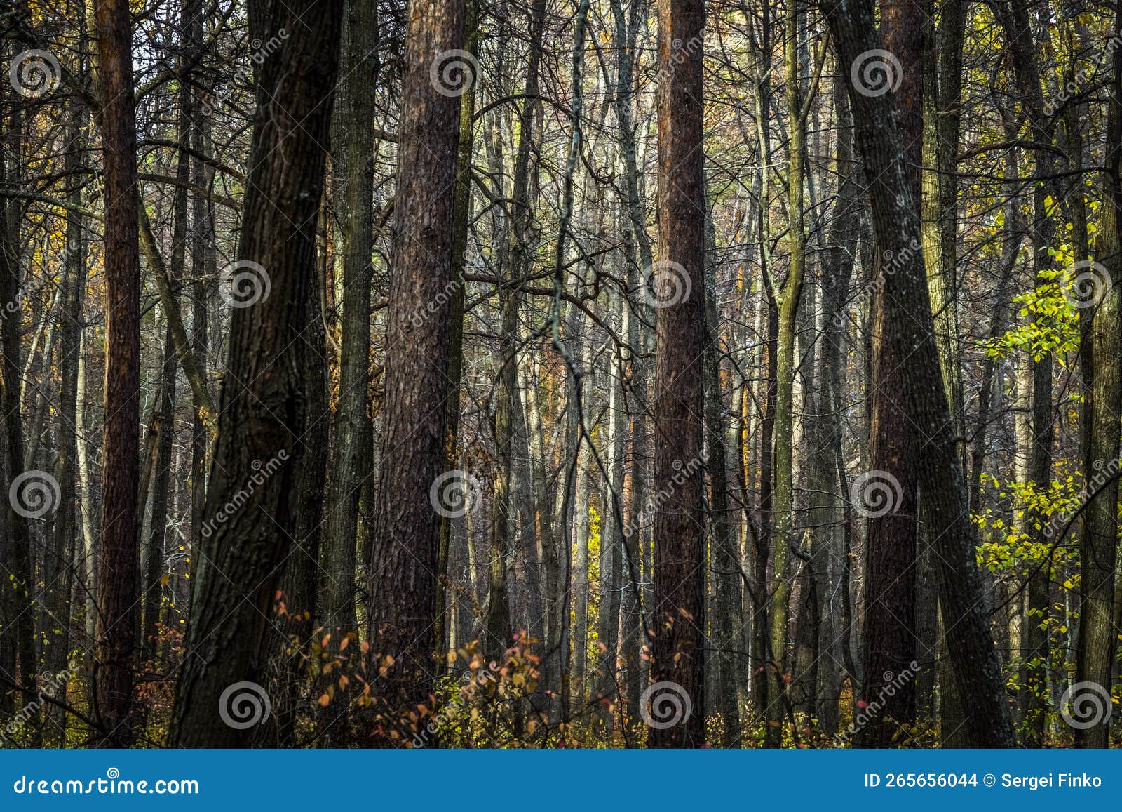 Trunks of trees stock photo. Image of brown, nature - 265656044