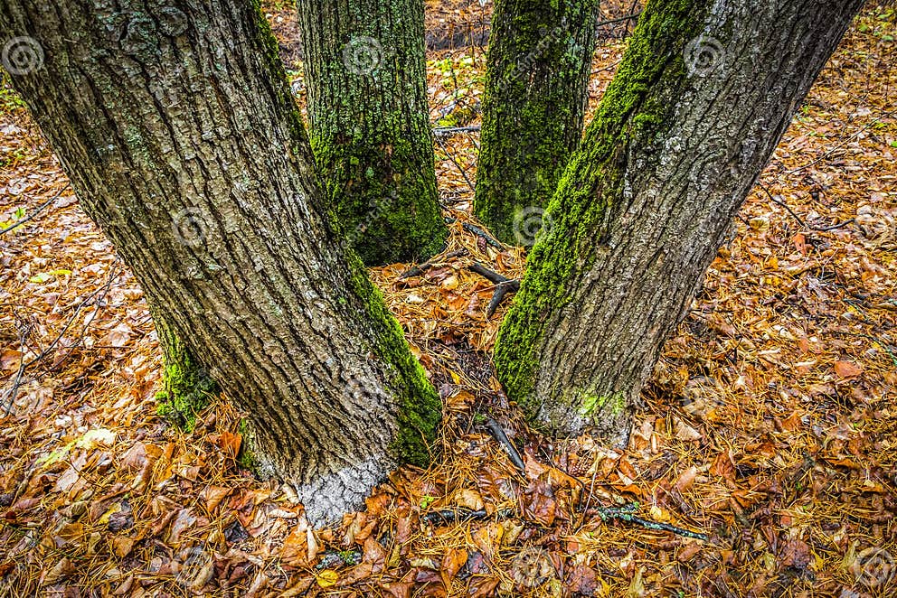 Trunks of trees stock photo. Image of brown, environment - 265657482