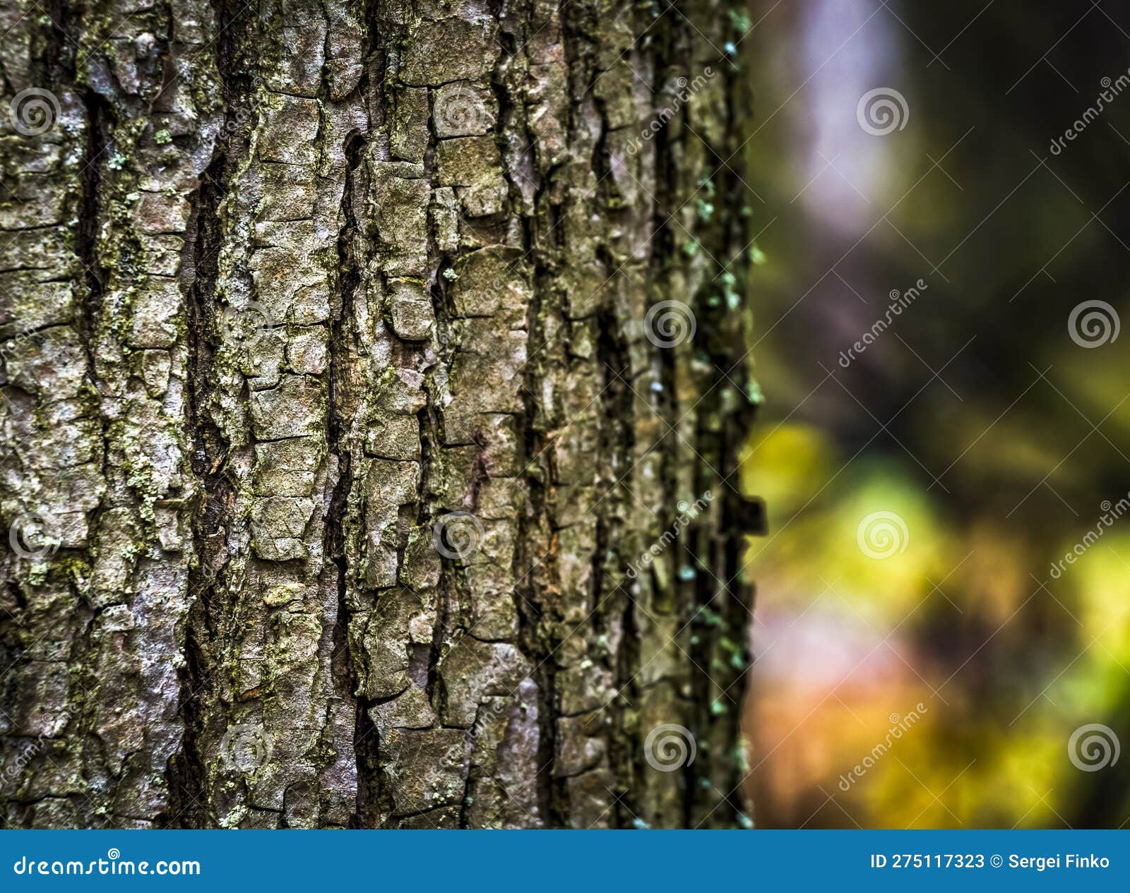 Trunks of trees stock image. Image of scene, straight - 275117323