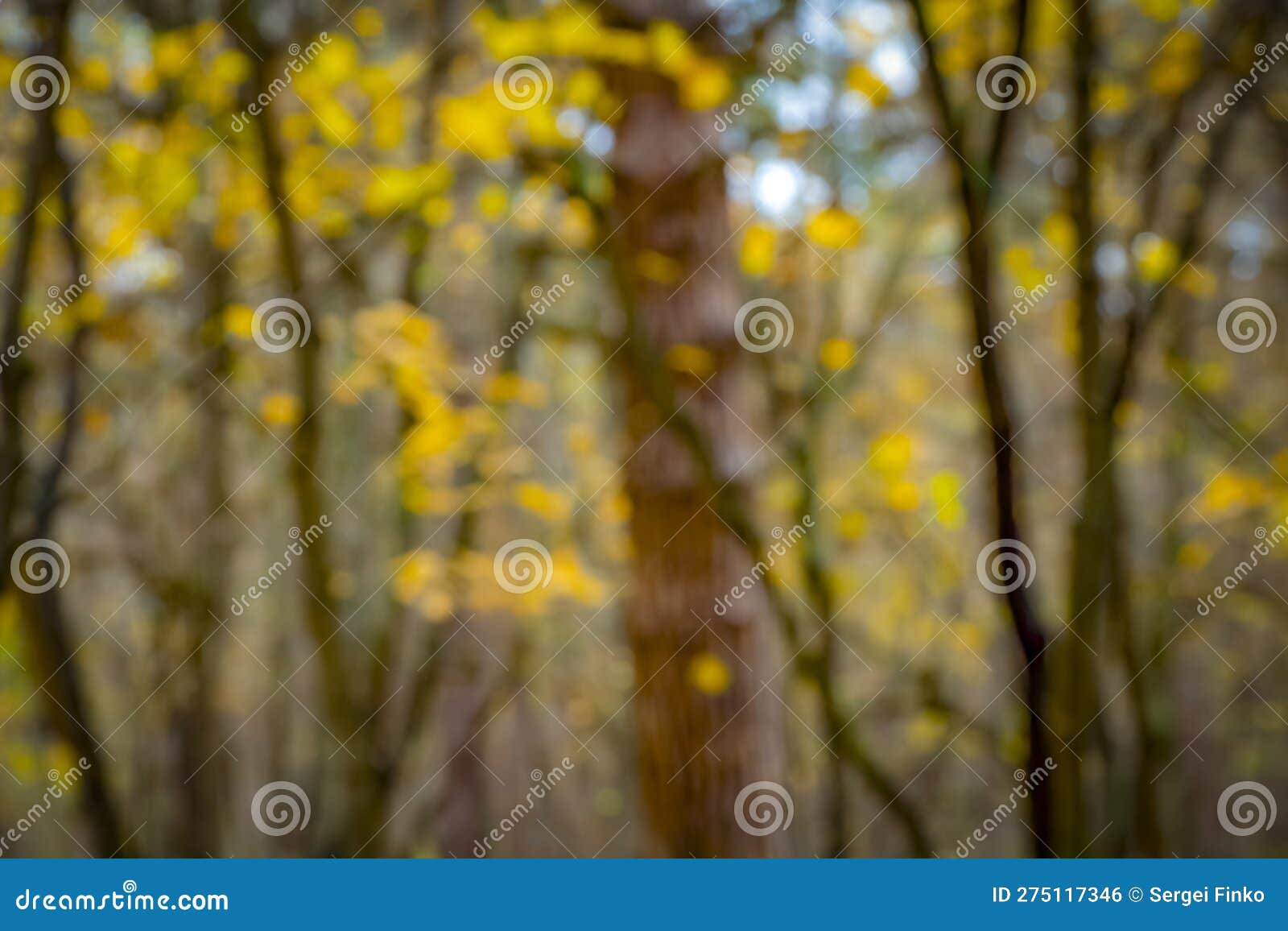 Trunks of trees stock photo. Image of environment, autumn - 275117346