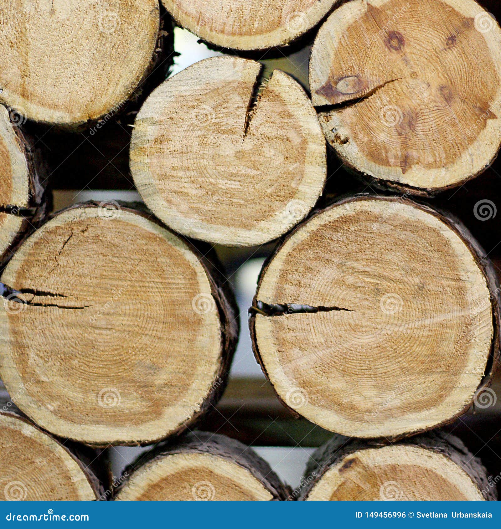 The Trunks of the Trees are Folded Like a Partition Stock Photo - Image ...