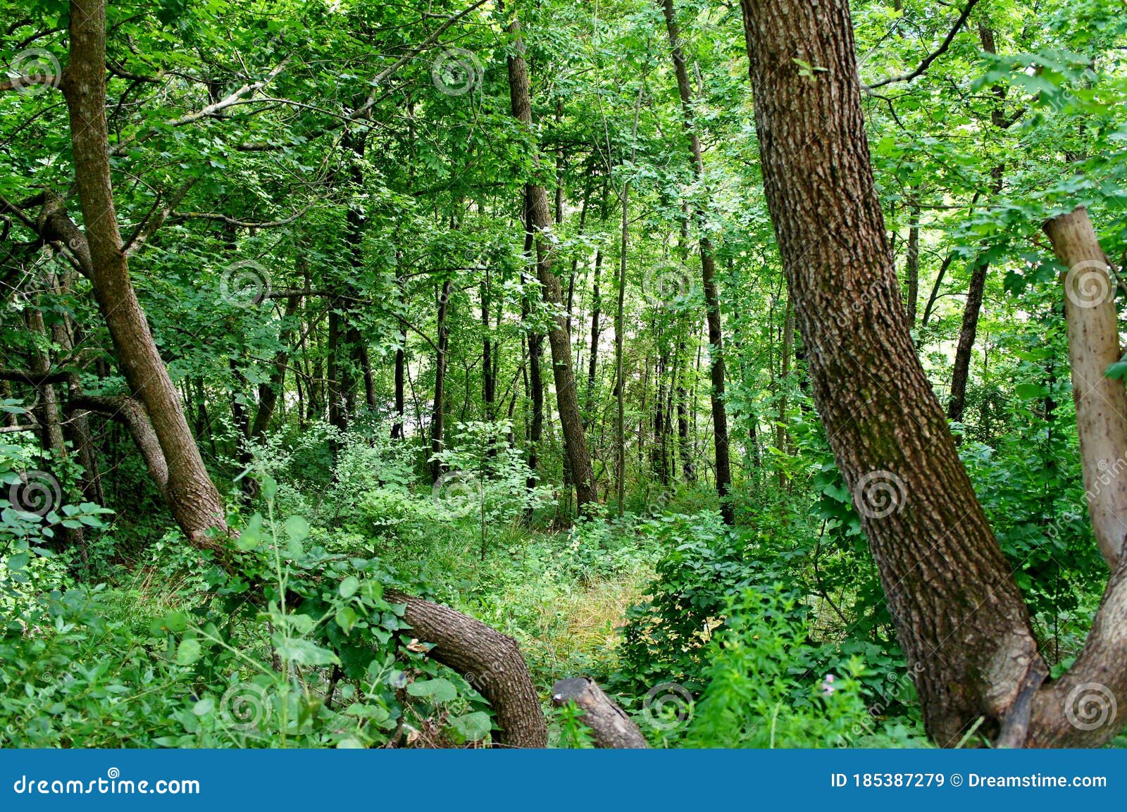 Trunks of the Trees in the Forest Stock Image - Image of sony, leaves ...