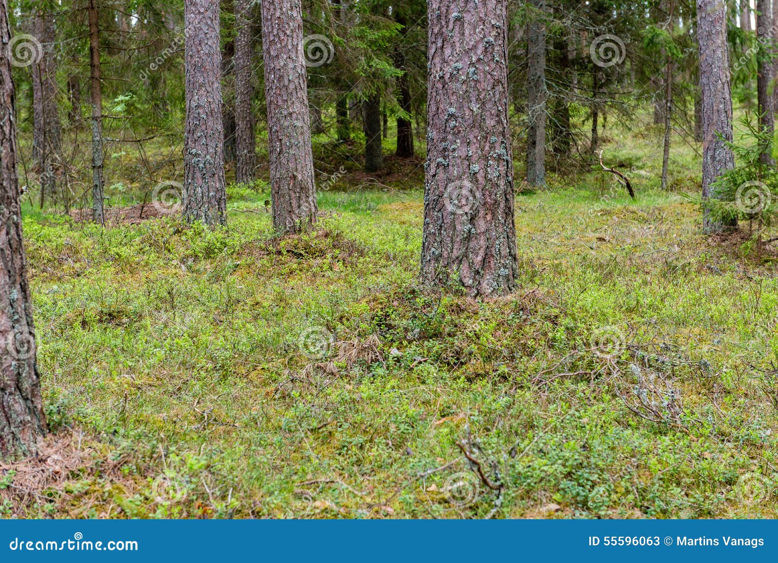 Trunks of Trees in Green Forest Stock Image - Image of peace, plants ...
